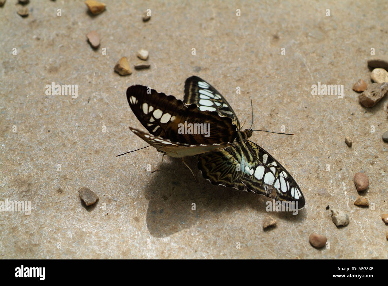 Two butterflies hi-res stock photography and images - Alamy