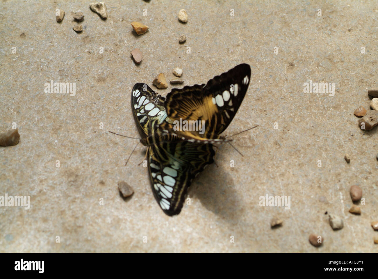 Two butterflies hi-res stock photography and images - Alamy