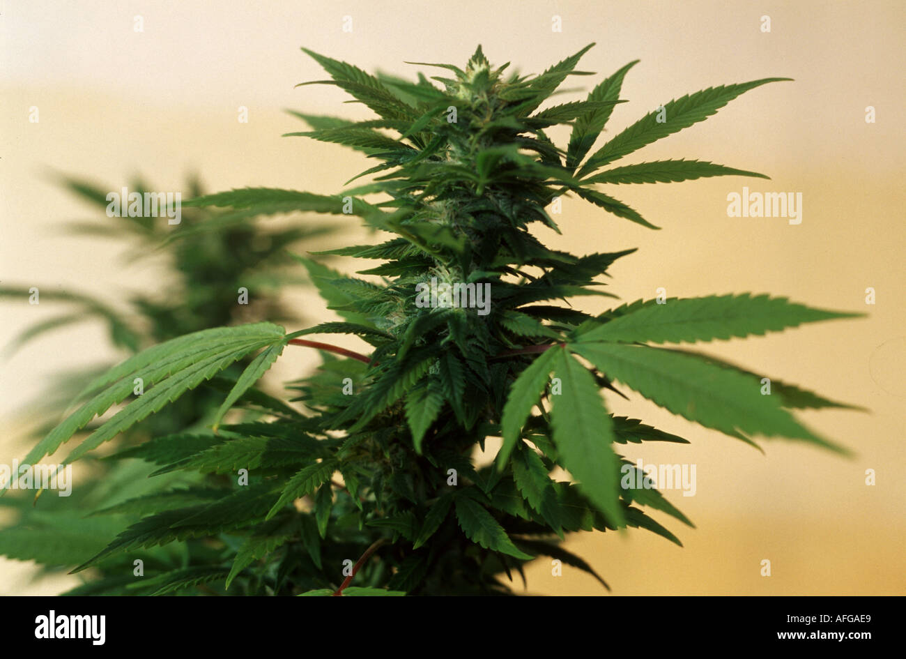 Netherlands illegally hi-res stock photography and images - Alamy