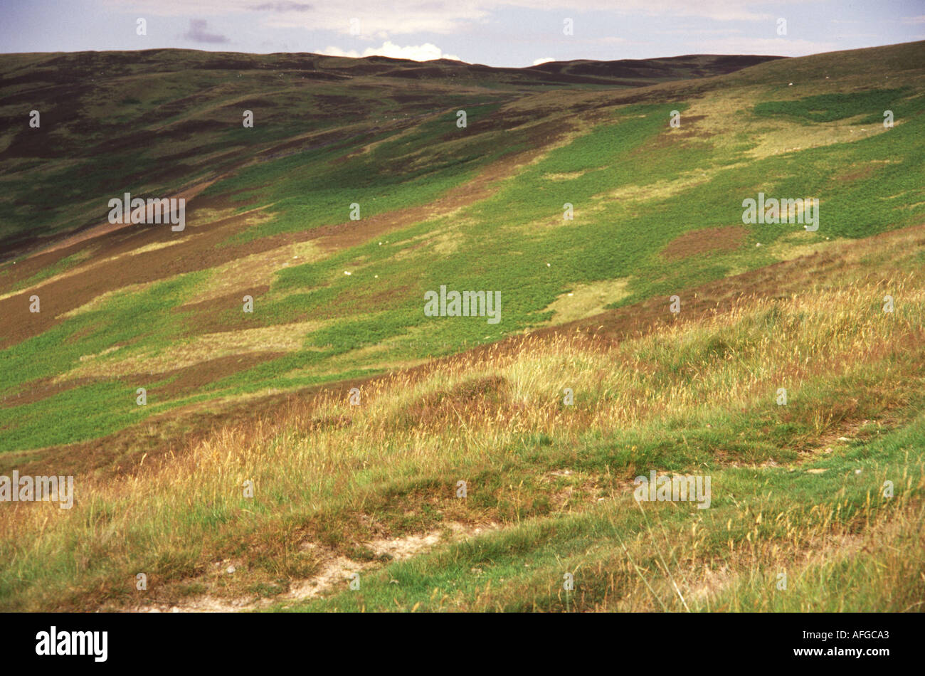 Ettrickbridge scotland hi-res stock photography and images - Alamy