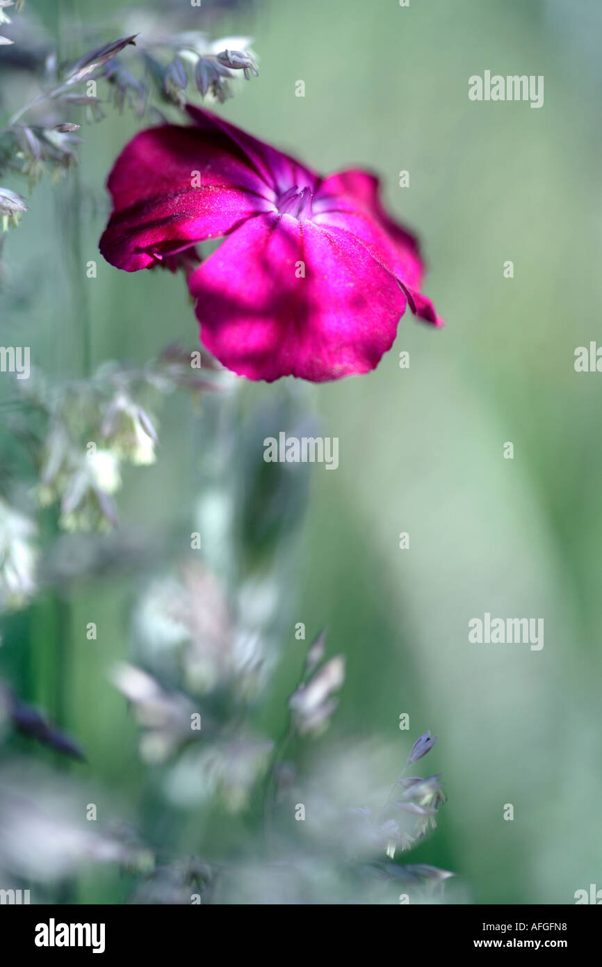 William flower hi-res stock photography and images - Alamy