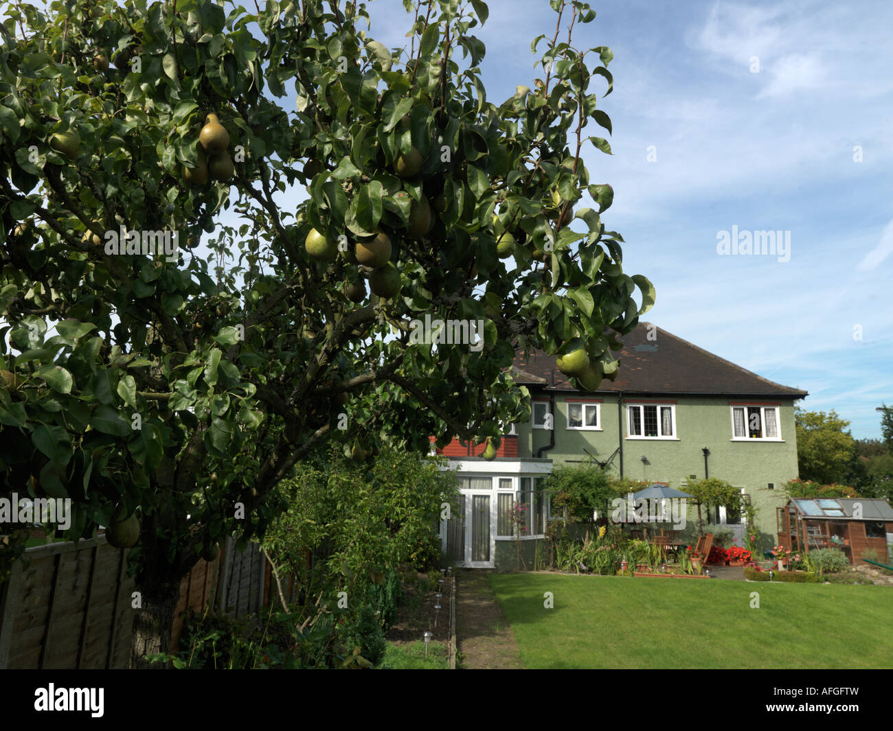 Pear Tree in Back Garden in Surrey Stock Photo - Alamy