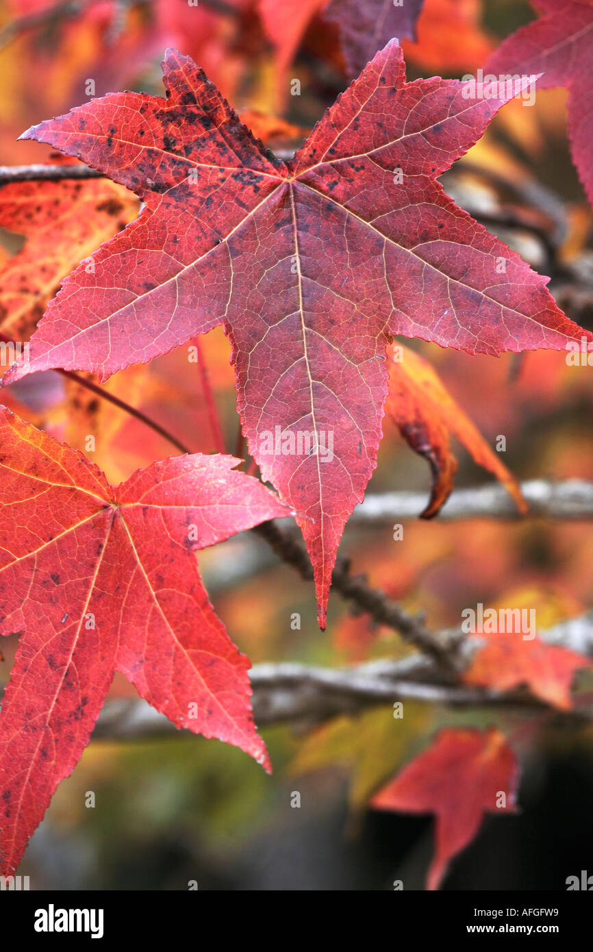Orange yellow autumn fall maple leaves Japanese Maple Acer palmatum ...