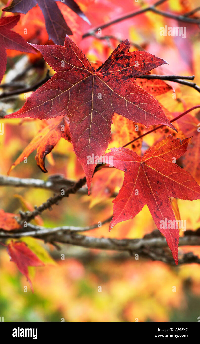 Orange yellow autumn fall maple leaves Japanese Maple Acer palmatum ...
