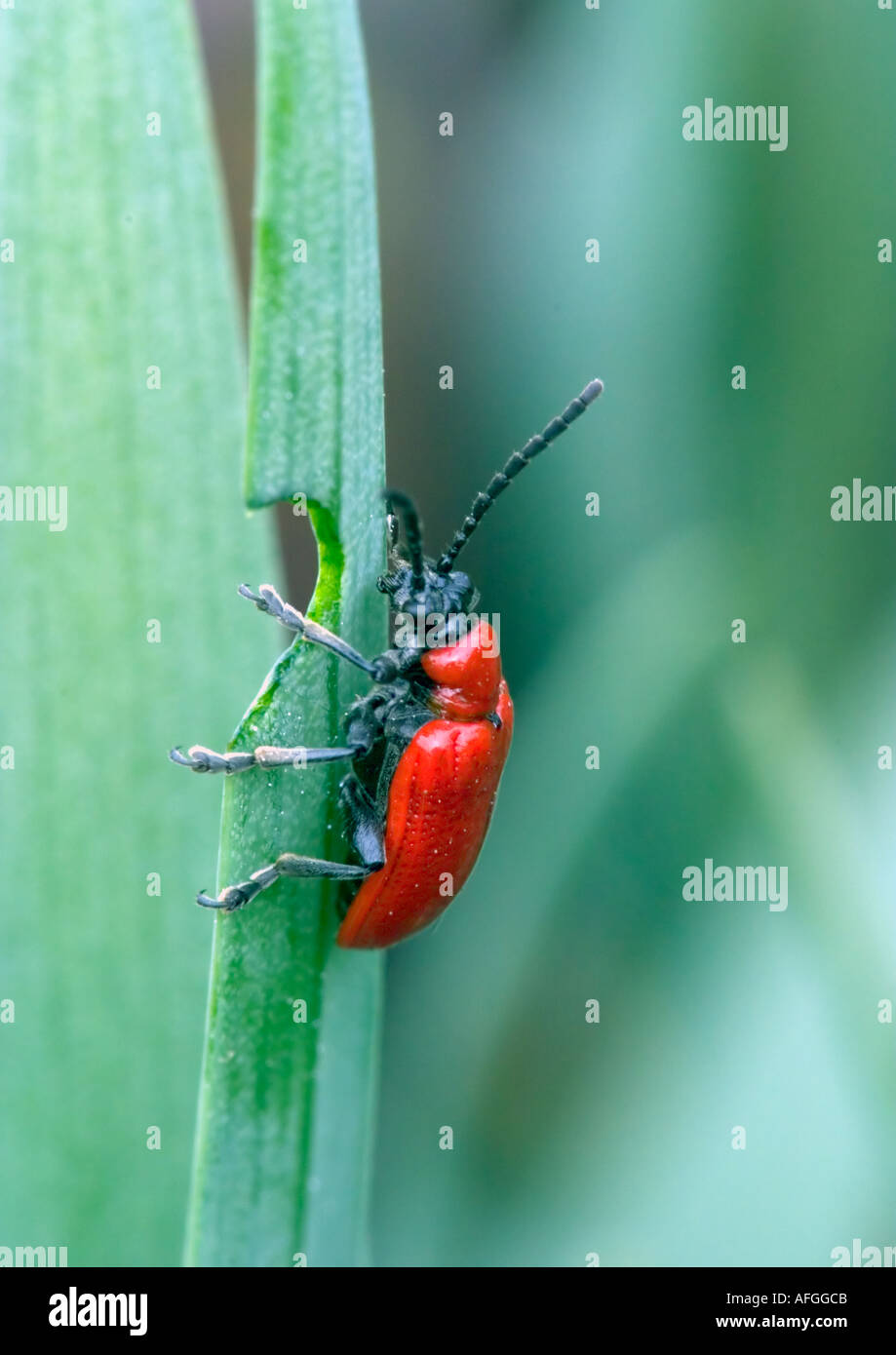 Lilly Beetle Lilioceris lilii Stock Photo - Alamy