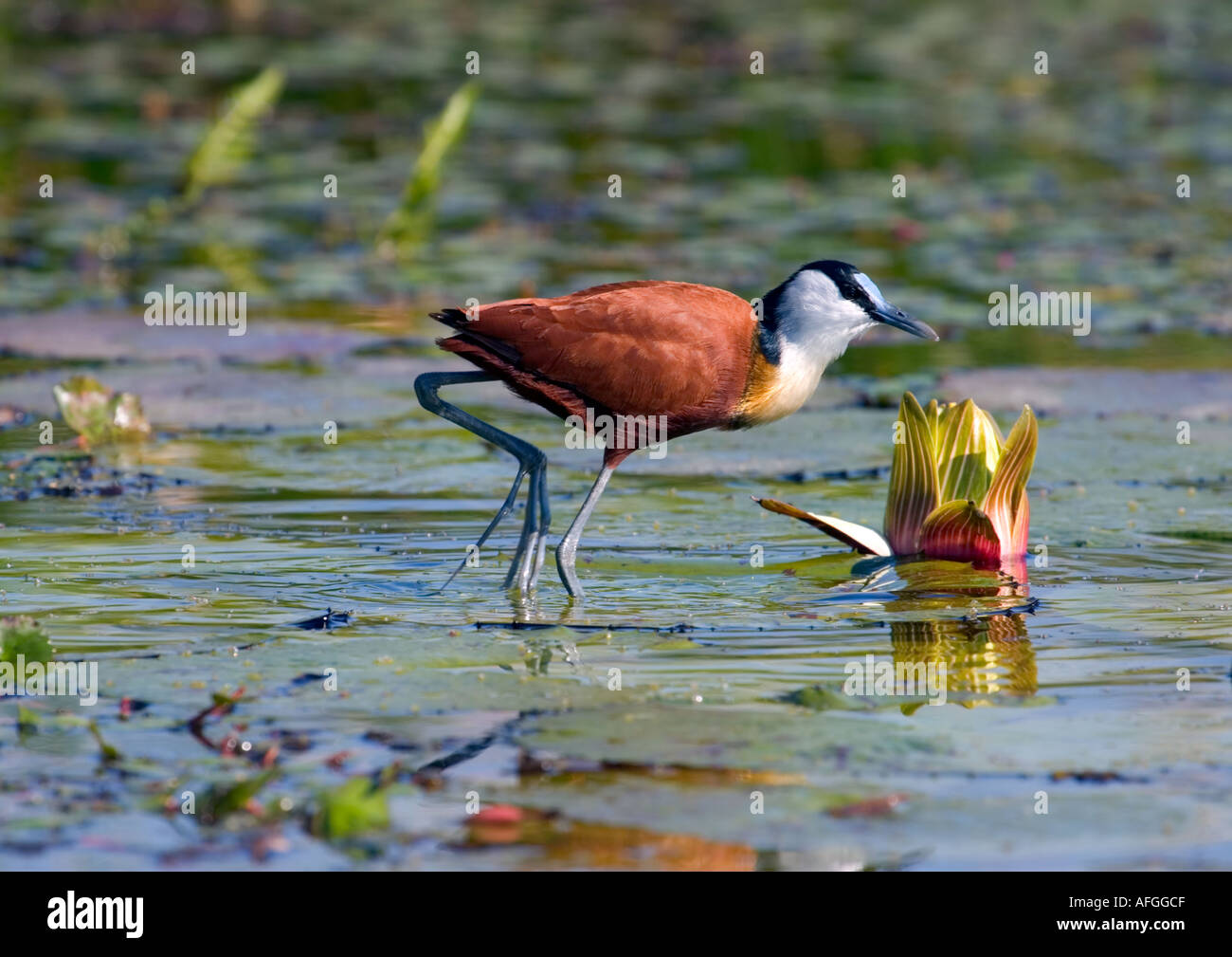 African Jacana Actophilornis africanus Stock Photo - Alamy