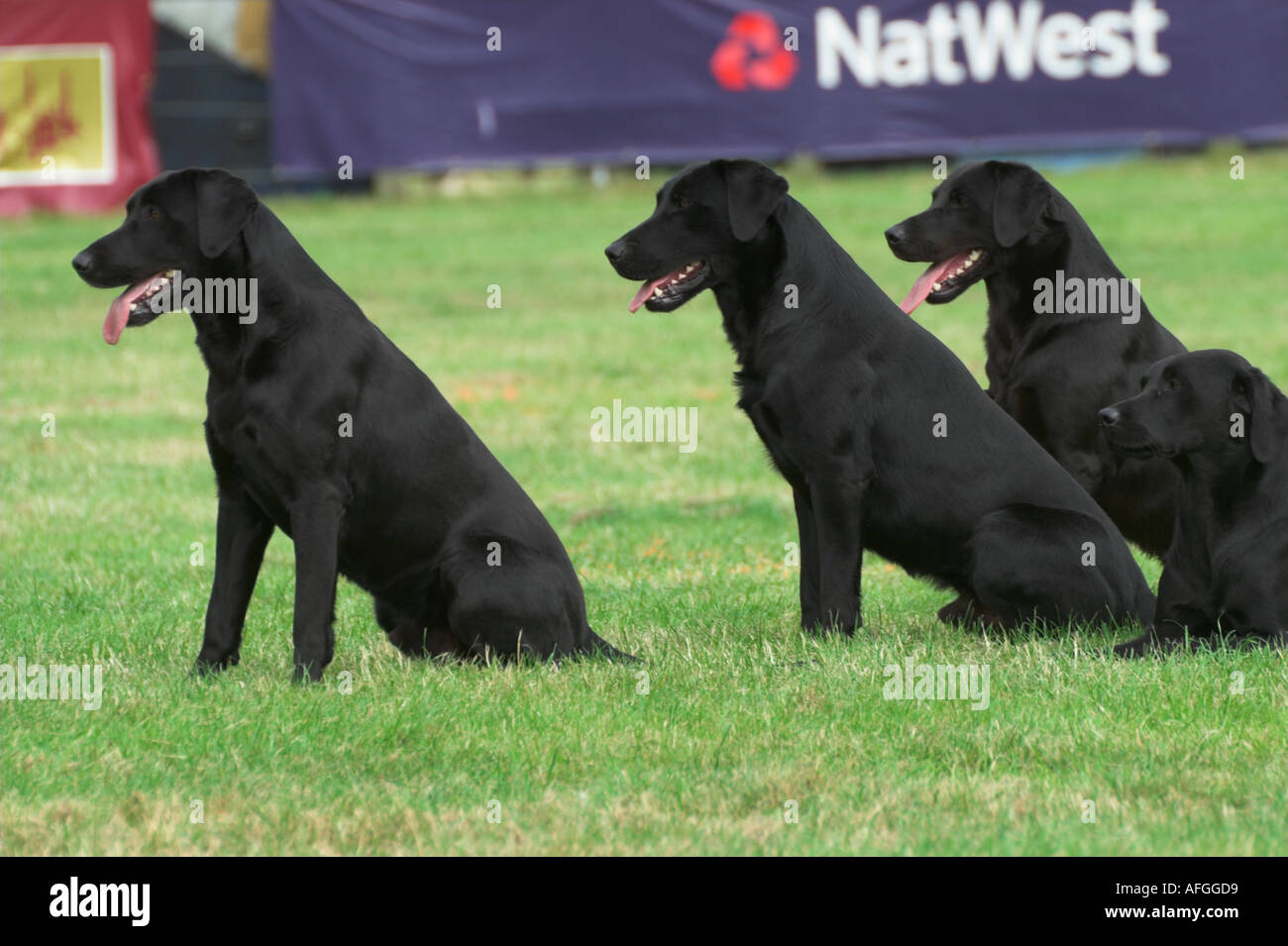 Labarador Retreivers from John Halsteads Drakeshead Kennel Stock Photo ...