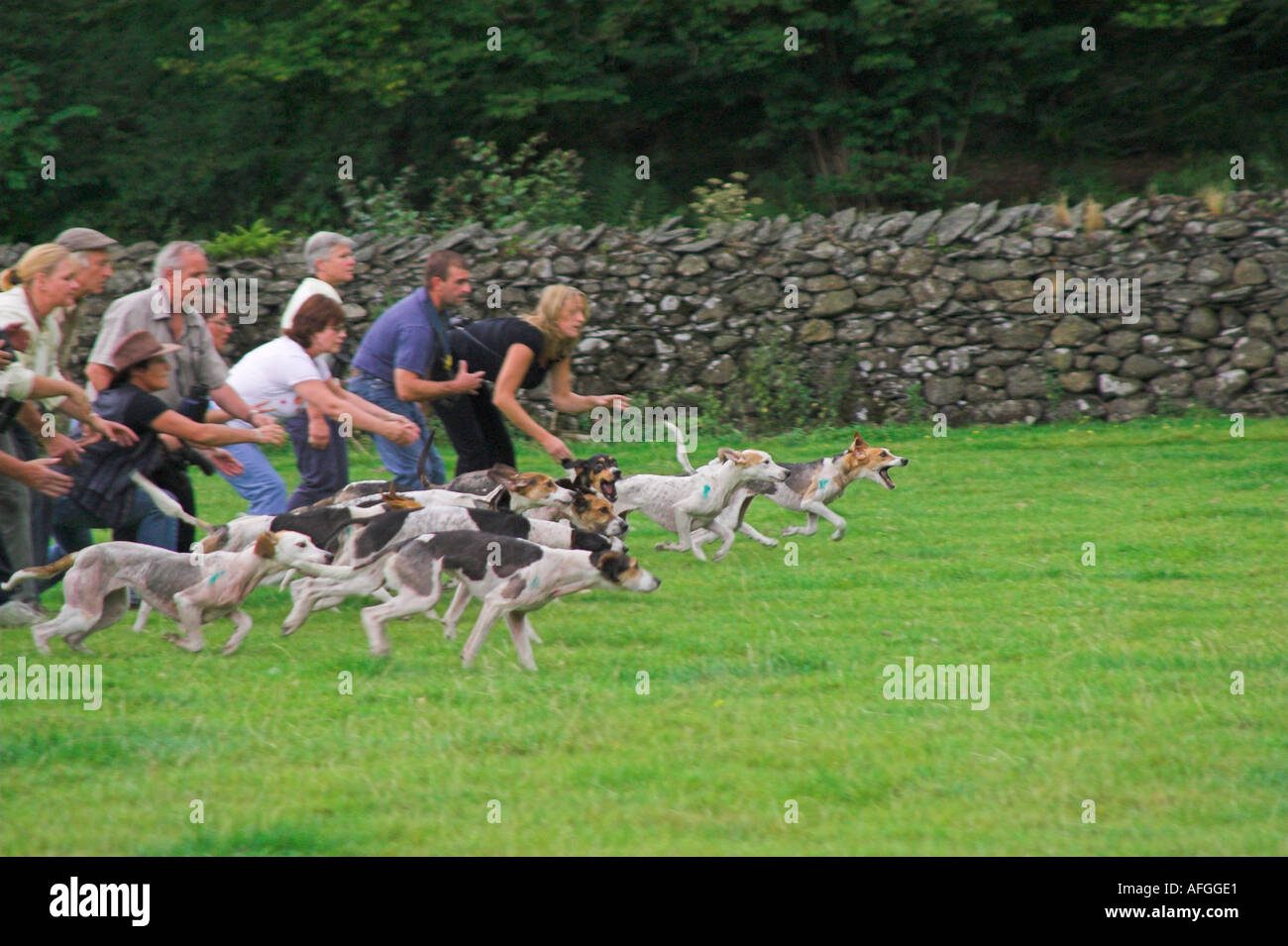 Trail Hounds released to follow an Aniseed trail Stock Photo - Alamy