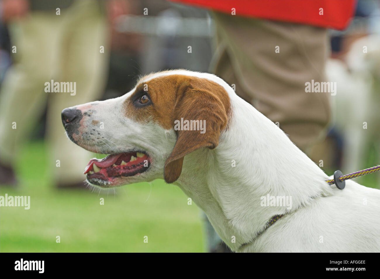 Fell hounds hi-res stock photography and images - Alamy