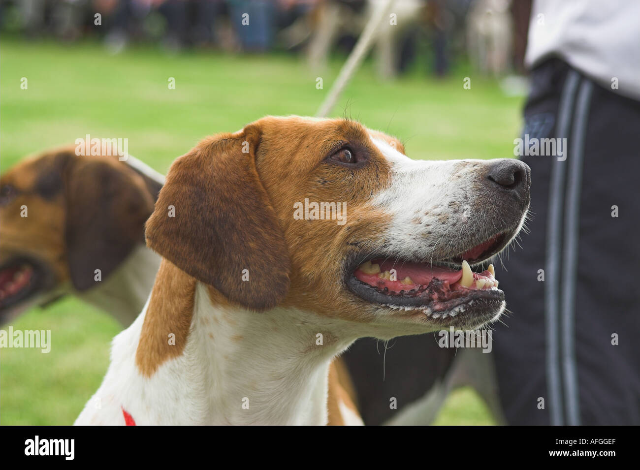 Fell Foxhound Head Stock Photo - Alamy
