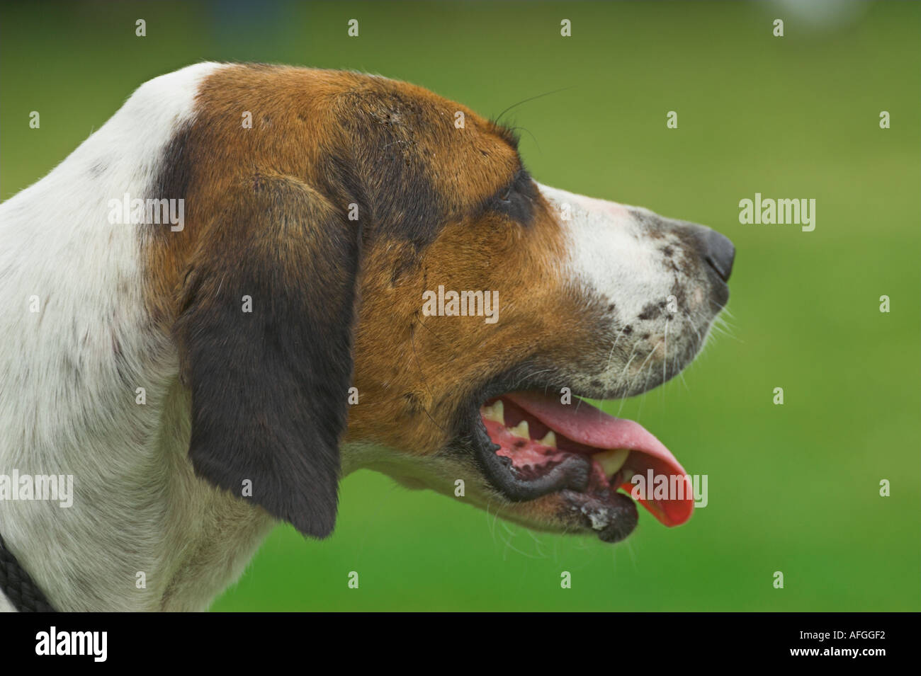 Fell foxhound head Rydal 2005 Stock Photo - Alamy