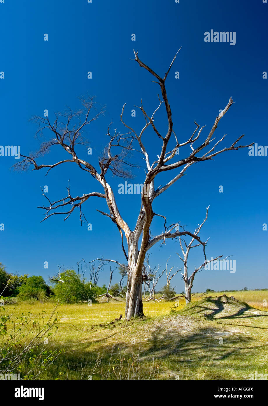 Okavago hi-res stock photography and images - Alamy