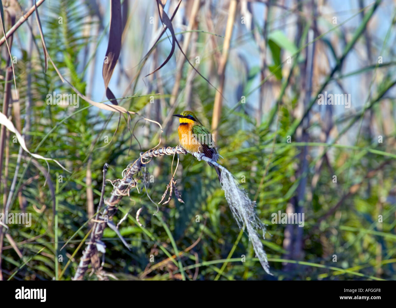 Little Bee Eater Merops pusillus Stock Photo - Alamy