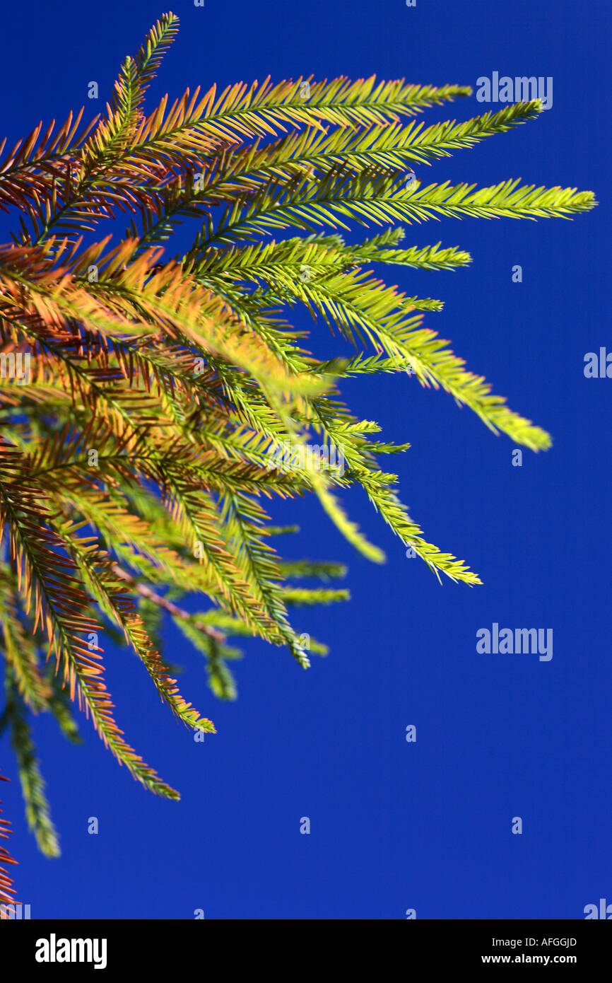 Autumn fall ferns turning golden brown against blue sky Stock Photo - Alamy