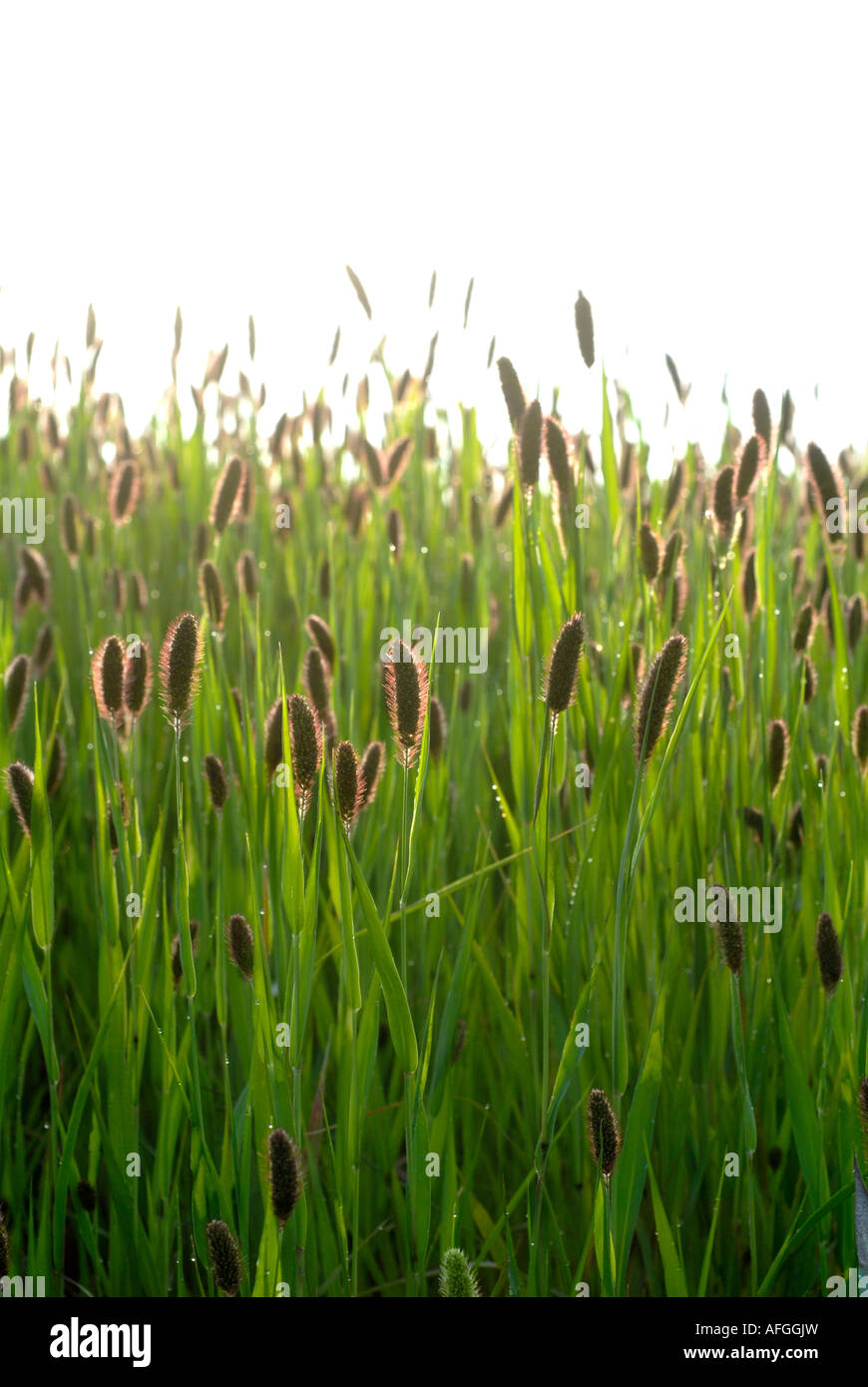 Setaria seed hi-res stock photography and images - Alamy