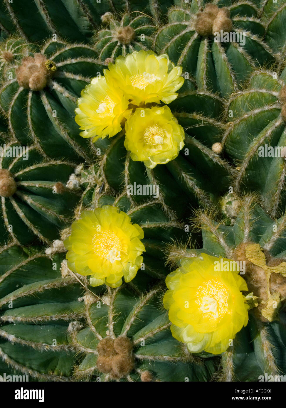 Delicate and beautiful yellow cactus flowers in the Parc Phoenix the ...