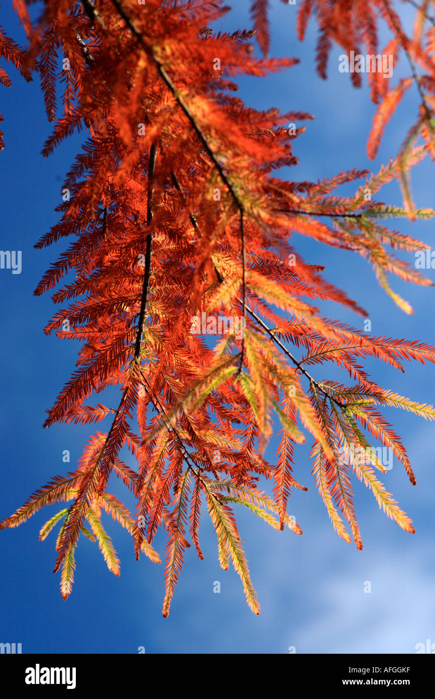 Blue and golden brown hi-res stock photography and images - Alamy