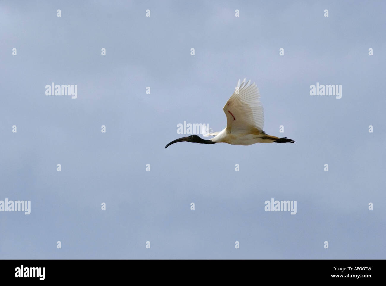 white ibis in flight Stock Photo - Alamy