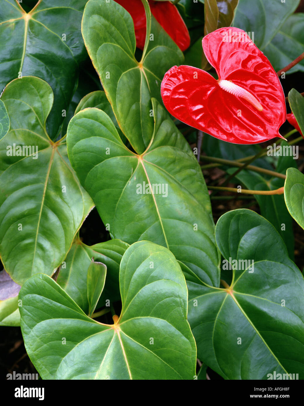 USA - HAWAII: Anthurium flower or anthurium andreanum Stock Photo - Alamy