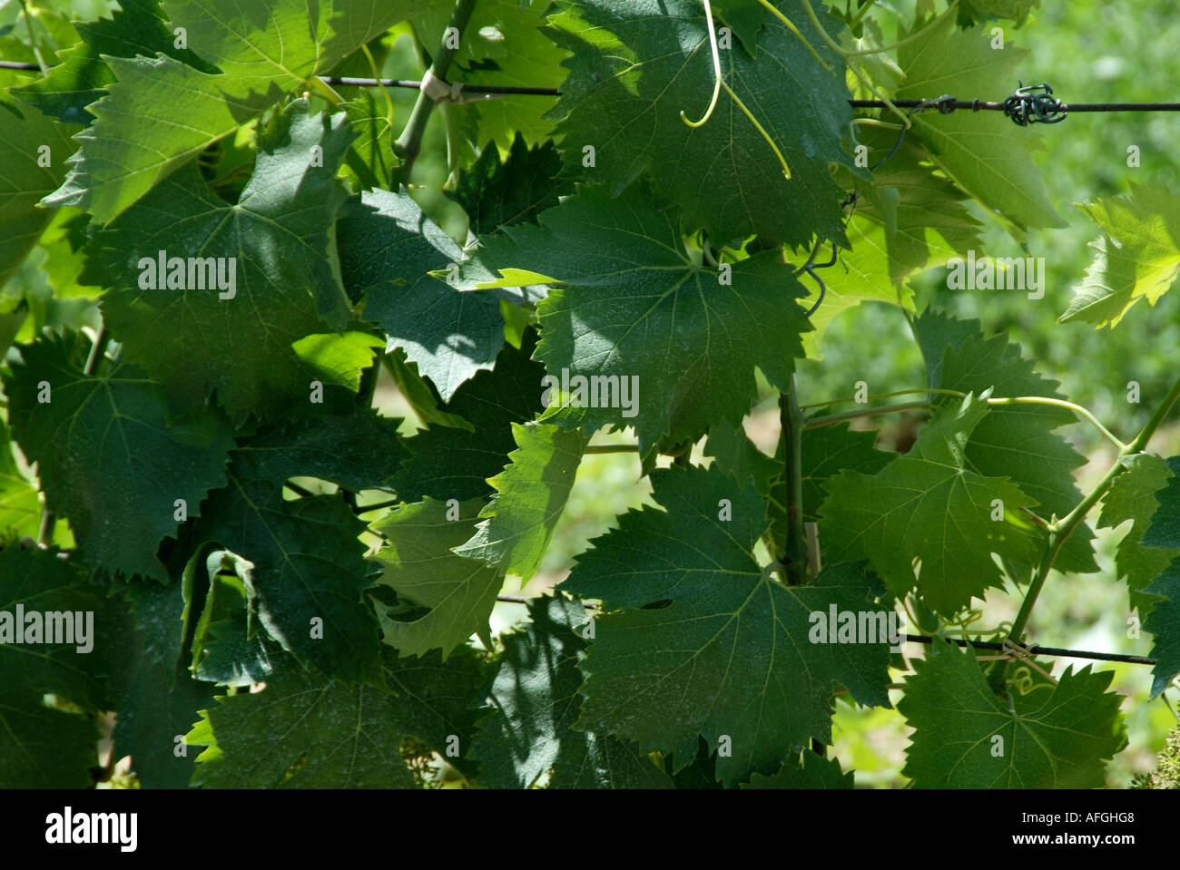 Production gr hi-res stock photography and images - Alamy