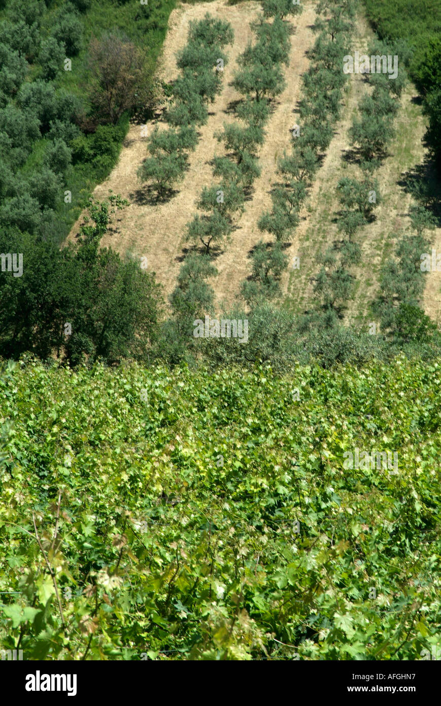 Vineyard, vines, vine, wine, grape, grapes, Italy, Italian, sunshine ...