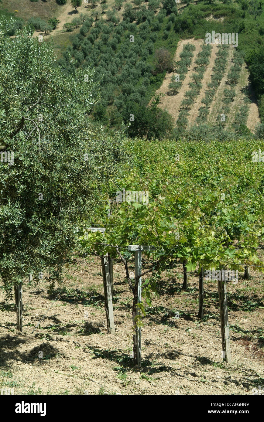Vineyard, vines, vine, wine, grape, grapes, Italy, Italian, sunshine ...