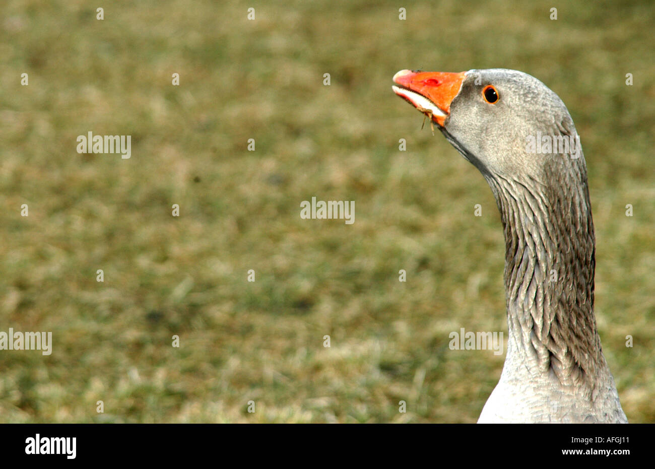 best goose picture Stock Photo - Alamy