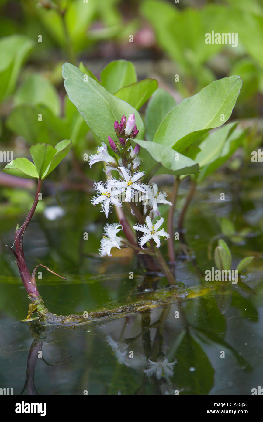 Bogbean plant (Menyanthes trifoliata) growing in wildlife pond in ...