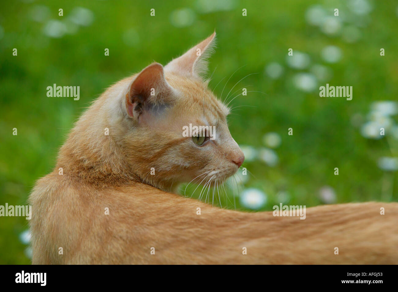 Adult male Ginger cat (Felis catus) outdoors in garden Stock Photo - Alamy