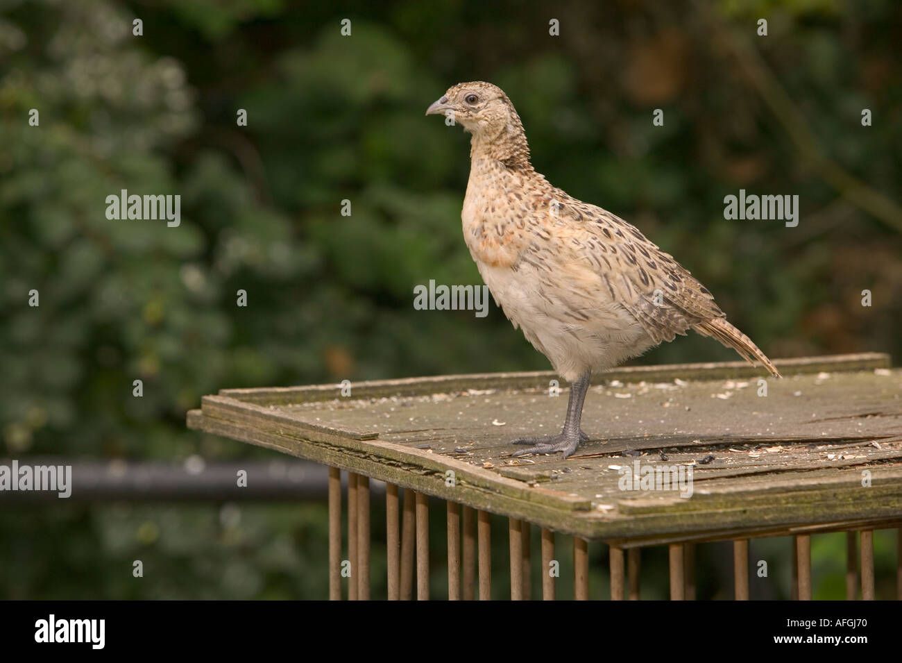 a young Pheasant reared and released for shooting being rather tame ...