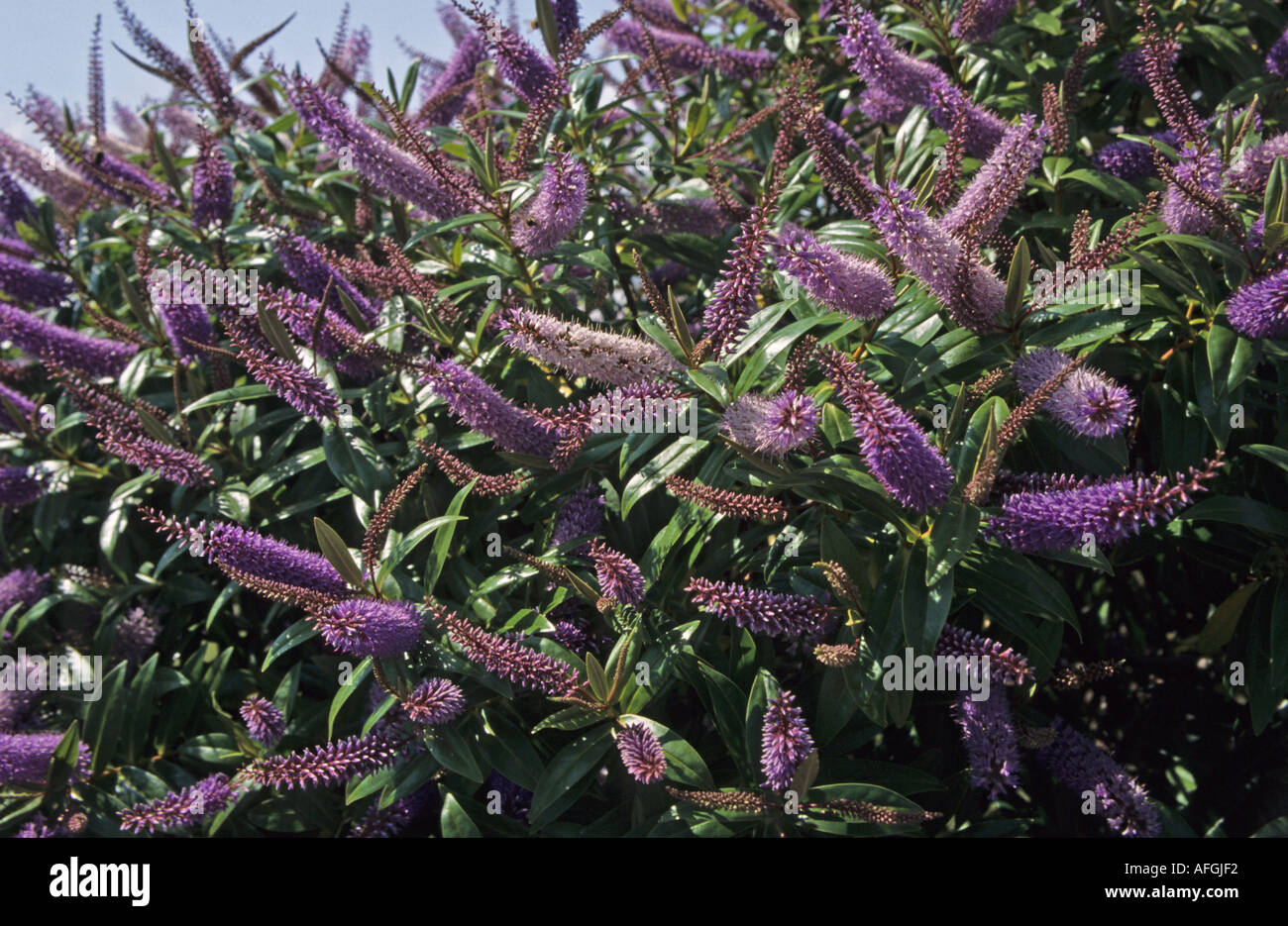 Buddlea / Buddleia / Buddleja / known as the Butterfly bush shrub to ...