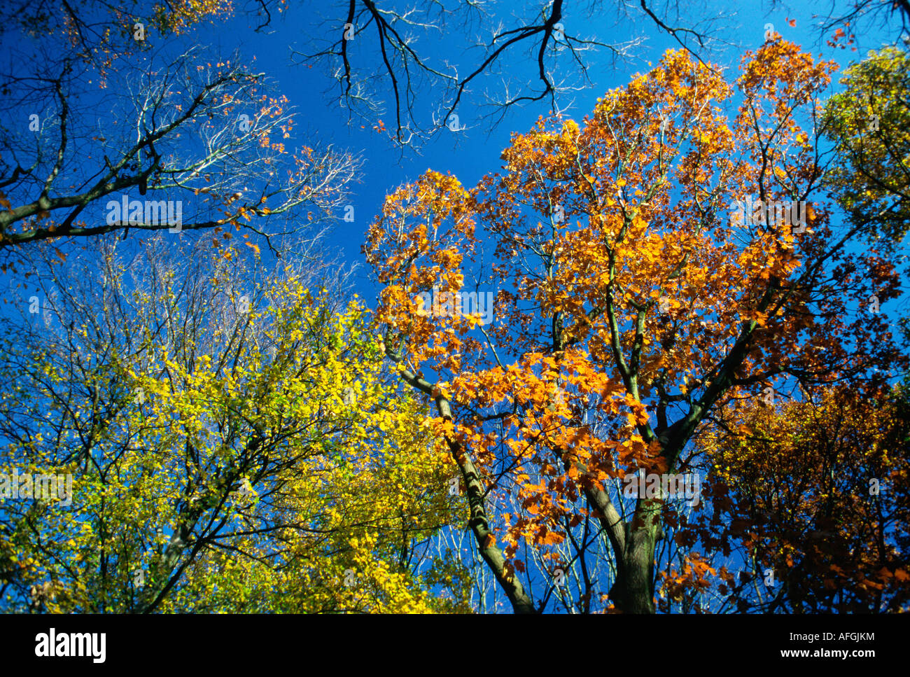 colourful tree tops in autumn seen from below with deep blue skies ...