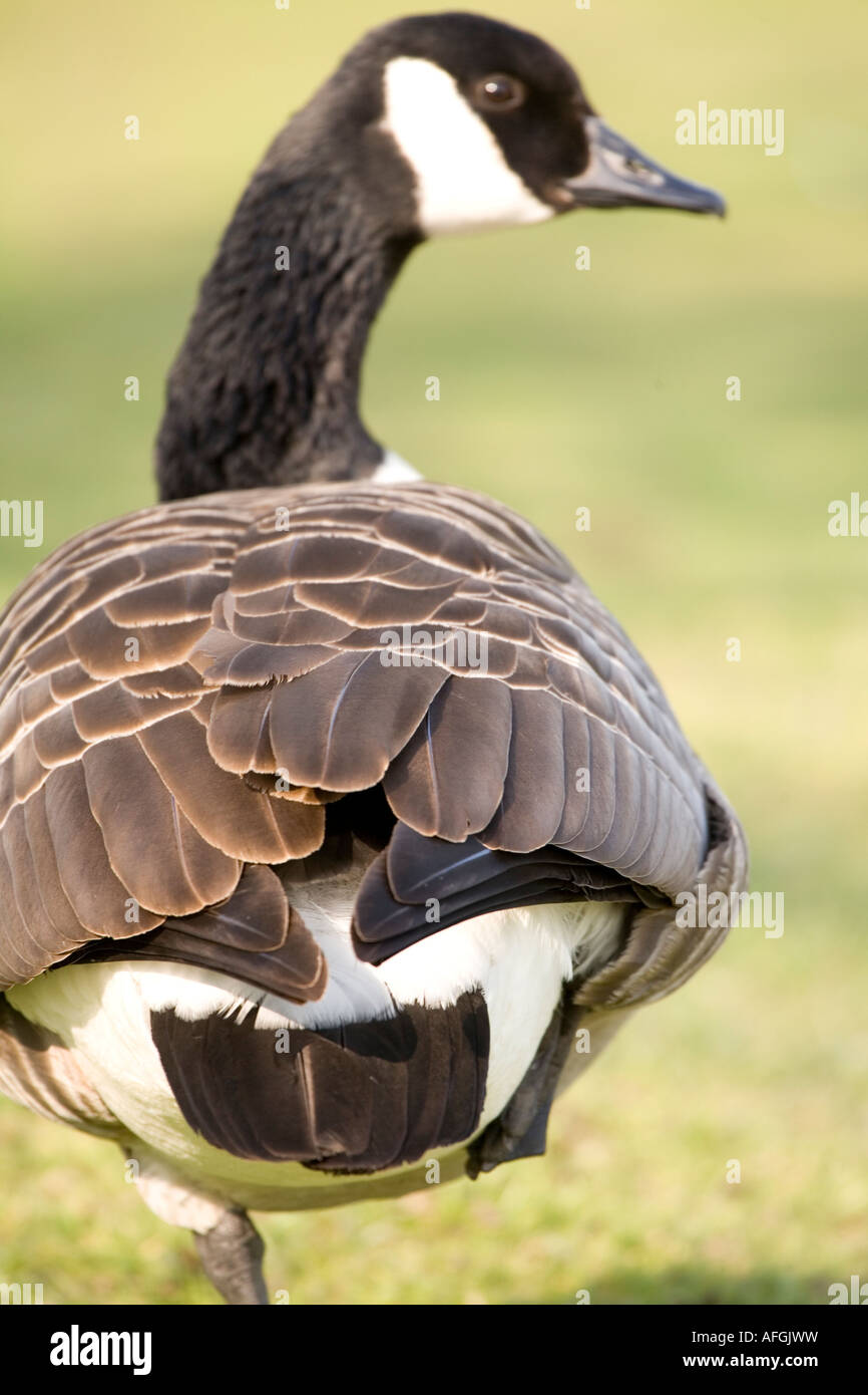 Canada Goose standing on one leg Rooksbury Mill Andover England Stock ...