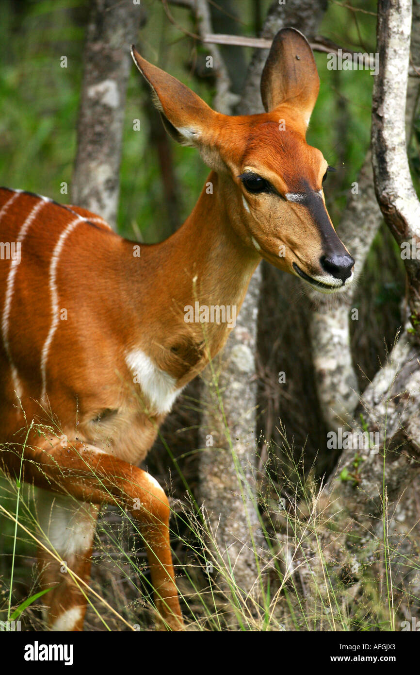 Female nyala on african hi-res stock photography and images - Alamy