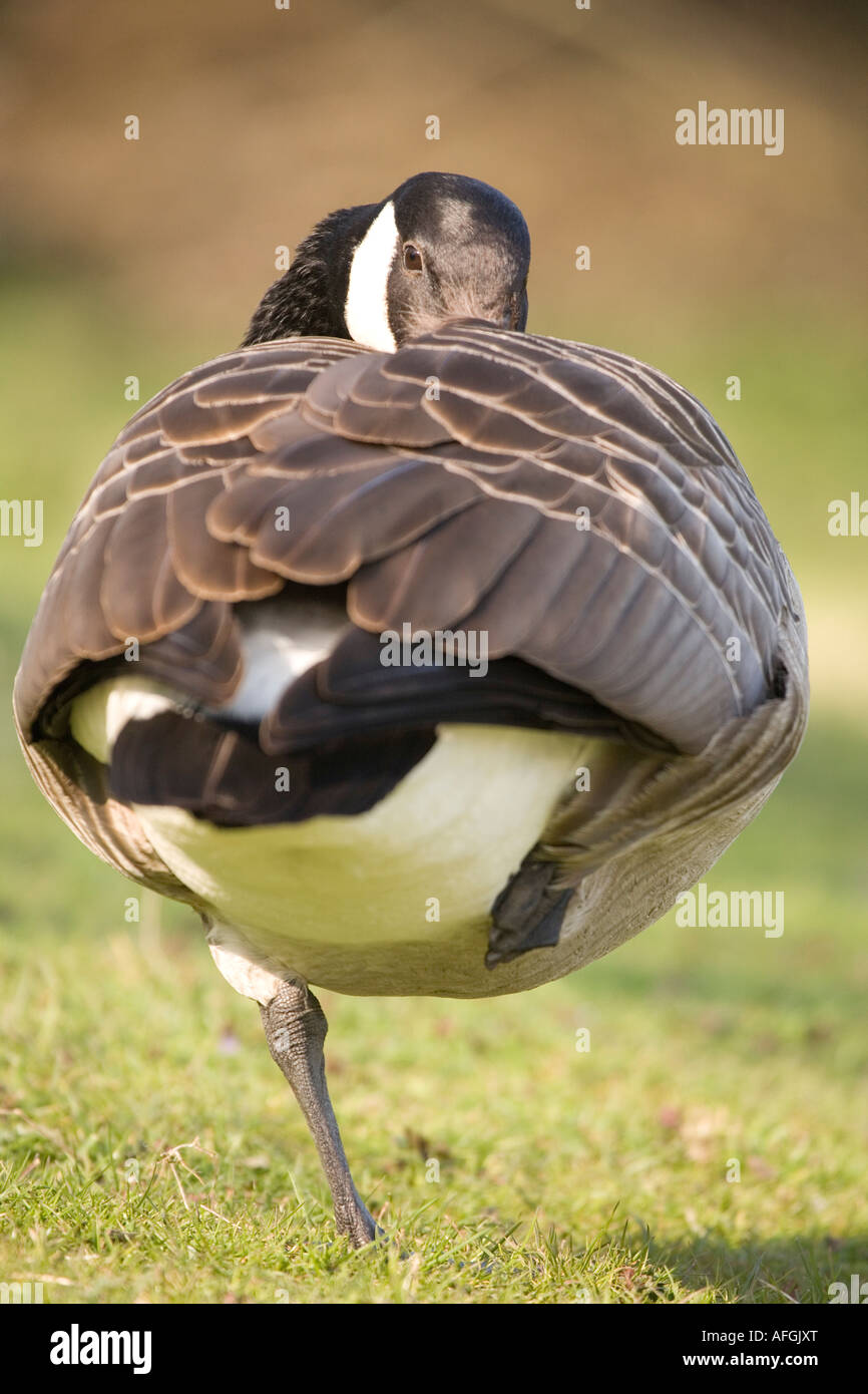 Canada Goose standing on one leg Rooksbury Mill Andover England Stock ...
