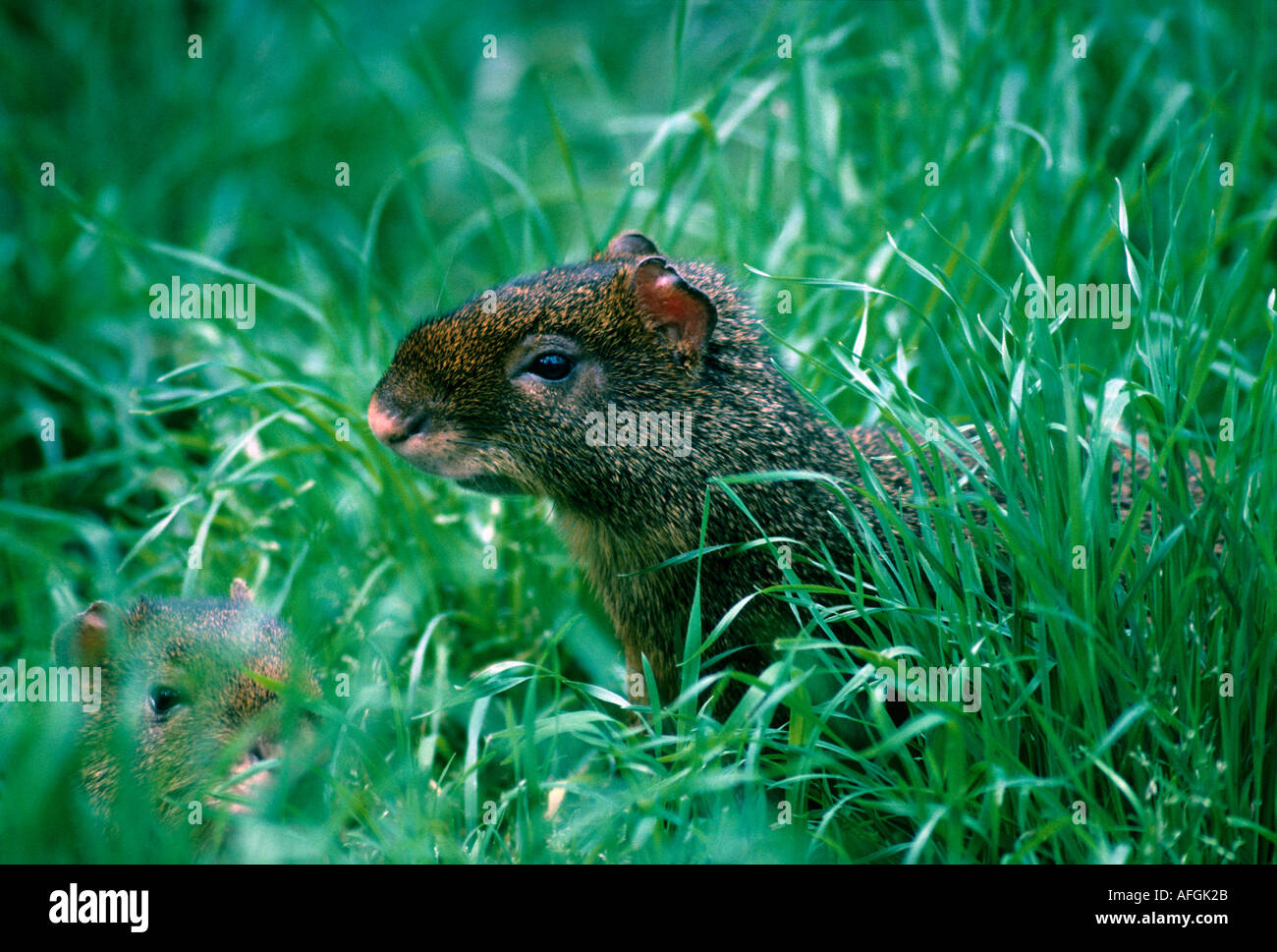 Golden agouti hi-res stock photography and images - Alamy