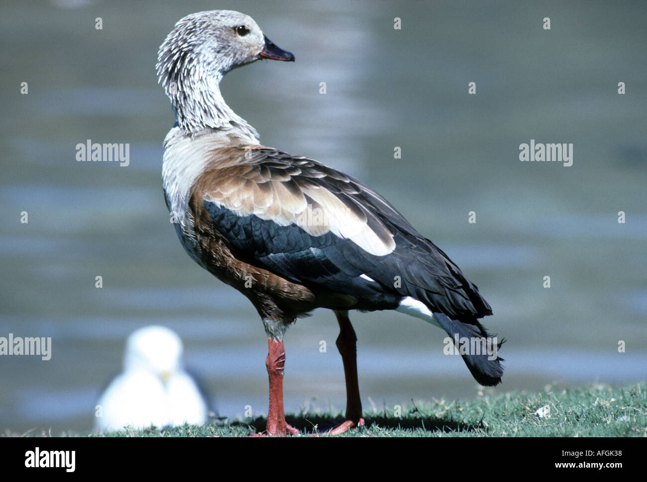Jubata hi-res stock photography and images - Alamy