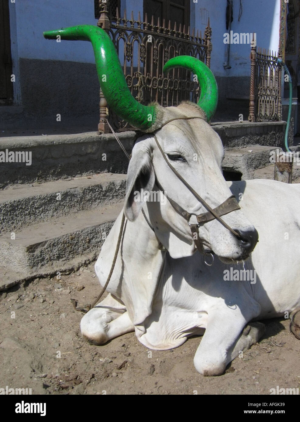 Holy cow with green coloured horns for the Diwali Divali Festival of ...