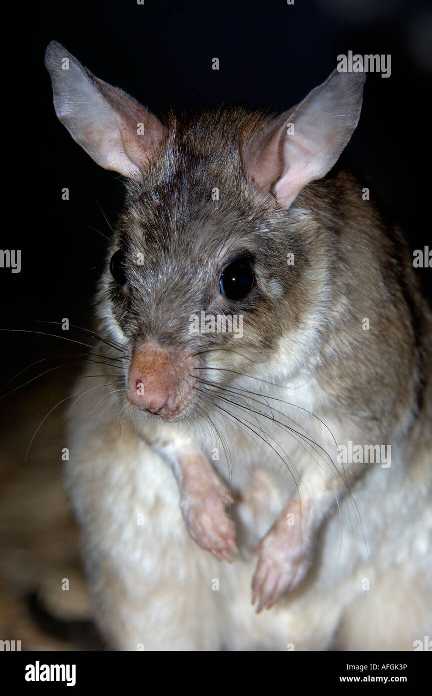 Giant Jumping Rat Hypogeomys antimena native of Madagascar captive ...