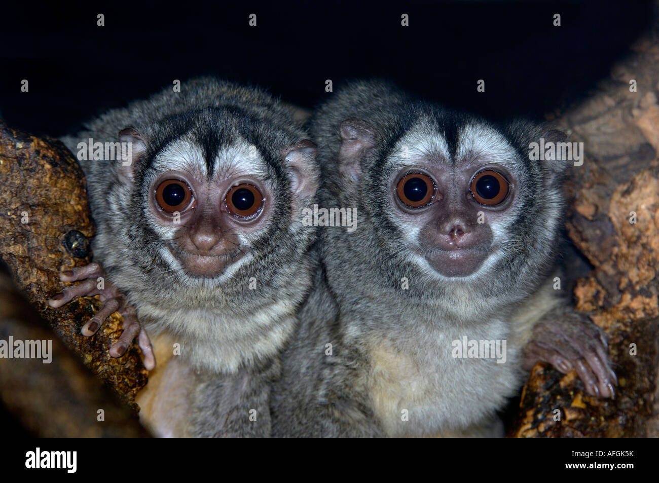 Aotus trivirgatus hi-res stock photography and images - Alamy