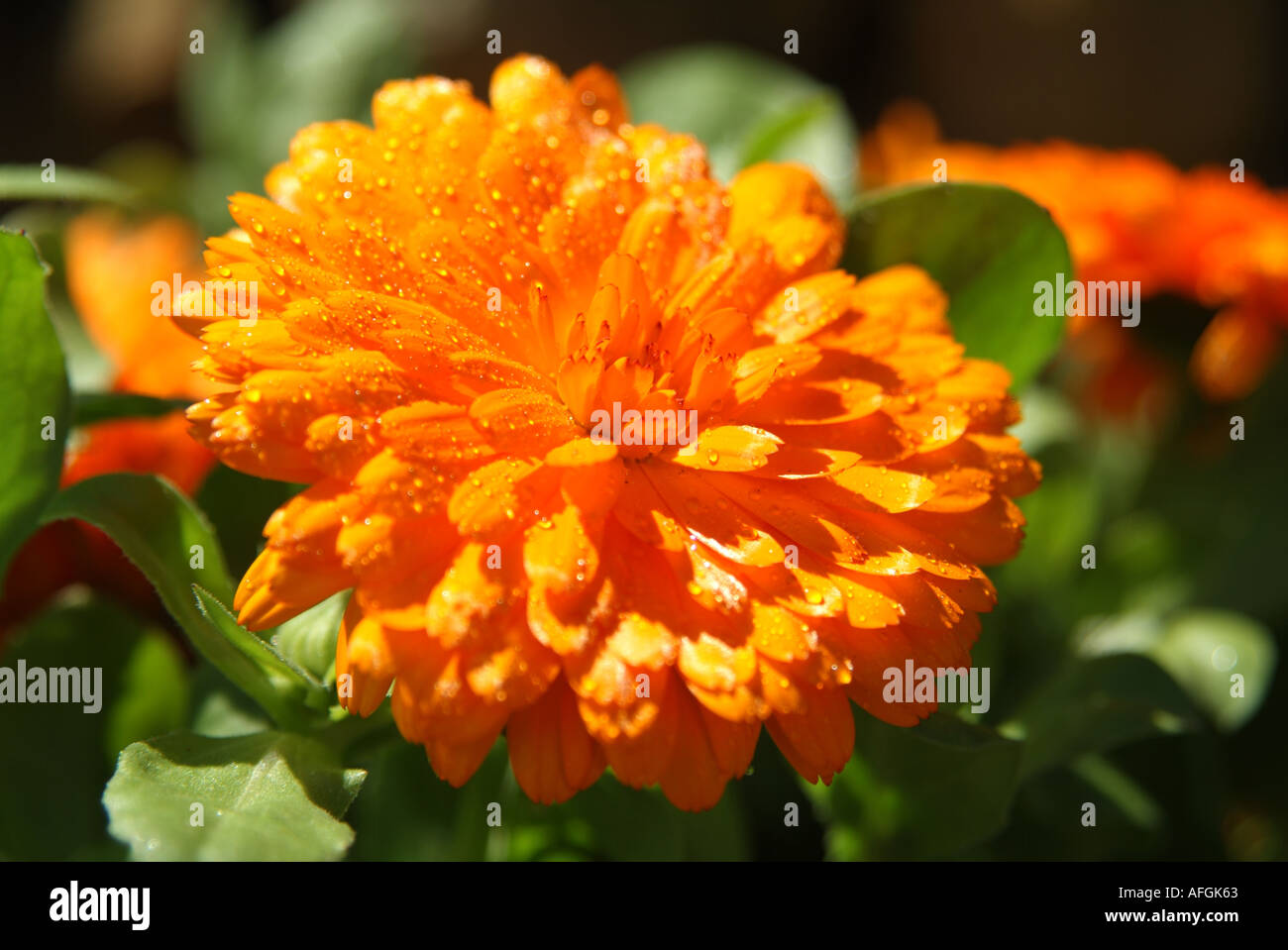 Marigold Calendula officinalis Stock Photo - Alamy
