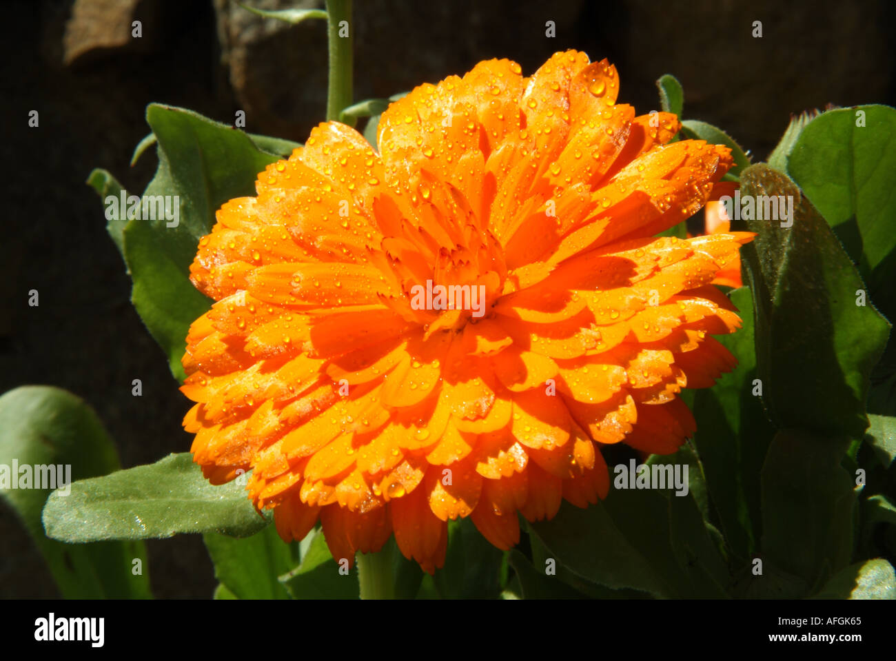 Marigold Calendula officinalis Stock Photo - Alamy