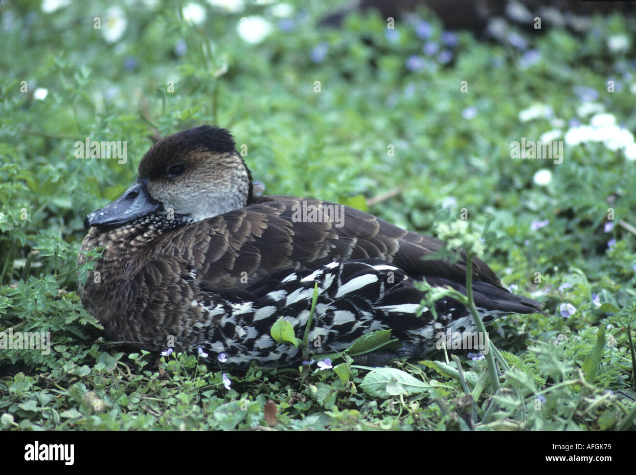Cuban tree duck hi-res stock photography and images - Alamy