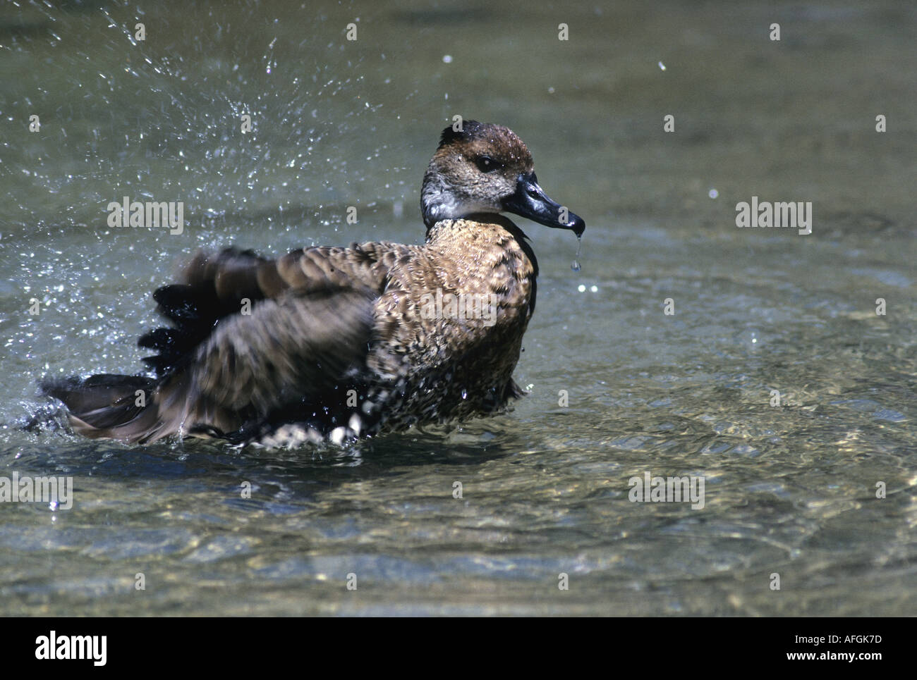 Cuban Whistling Duck /Cuban Tree Duck-Dendrocygna arborea-Family ...