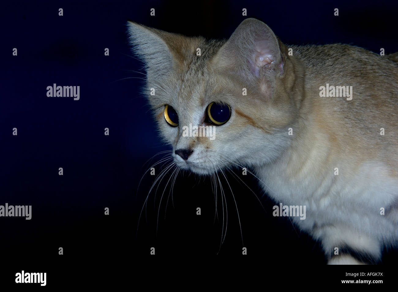 Sand Cat Felis margarita native to arid regions of Africa and Asia ...