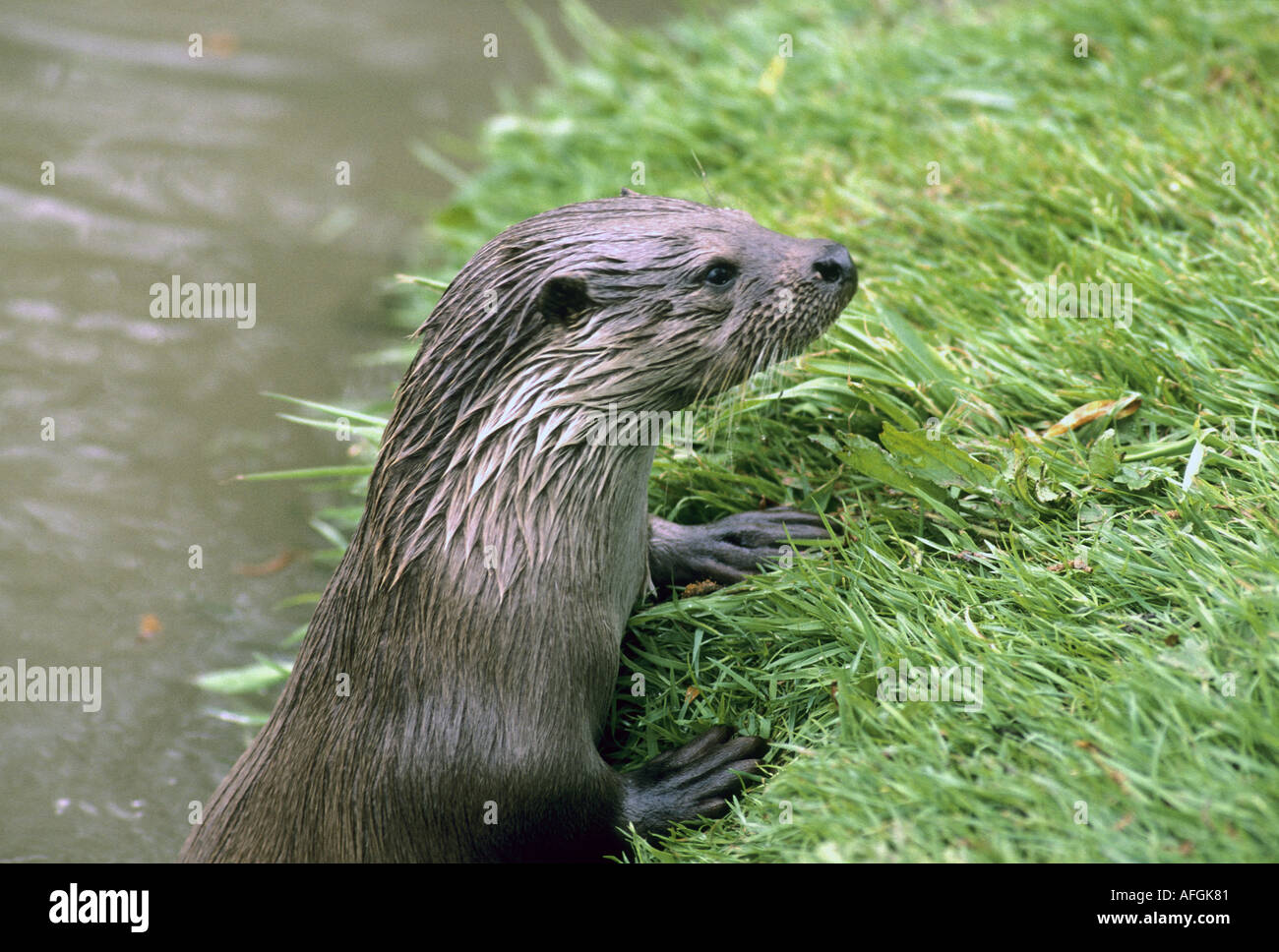 Webbed feet otter hi-res stock photography and images - Alamy