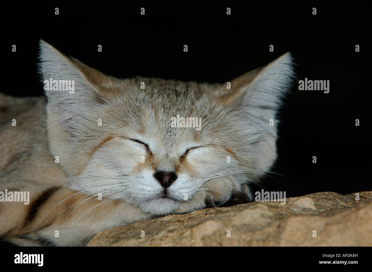 Sand Cat Felis margarita native to arid regions of Africa and Asia ...