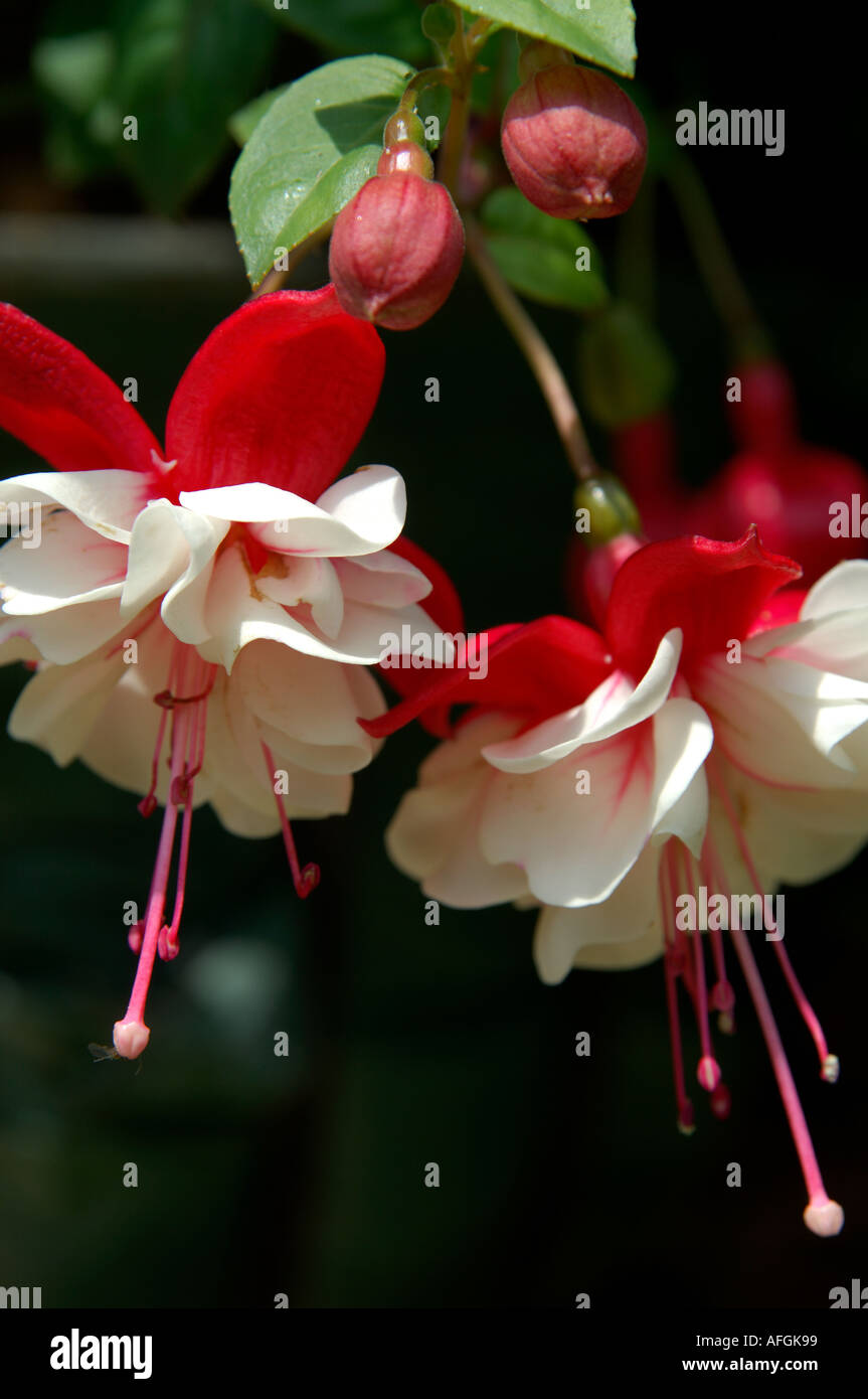 Fuschia hanging basket hi-res stock photography and images - Alamy