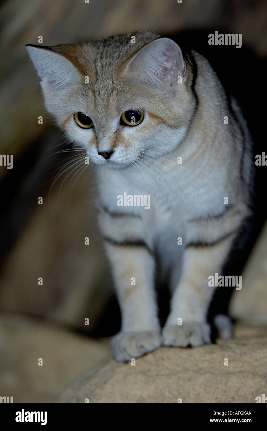 Sand Cat Felis margarita native to arid regions of Africa and Asia ...