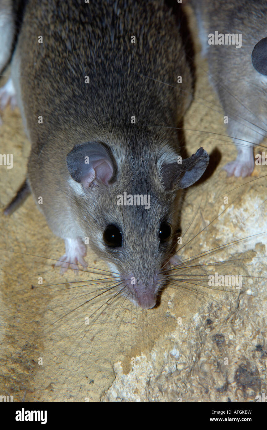 Turkish Spiny Mouse Acomys cilicicus captive Bristol Zoo Stock Photo ...
